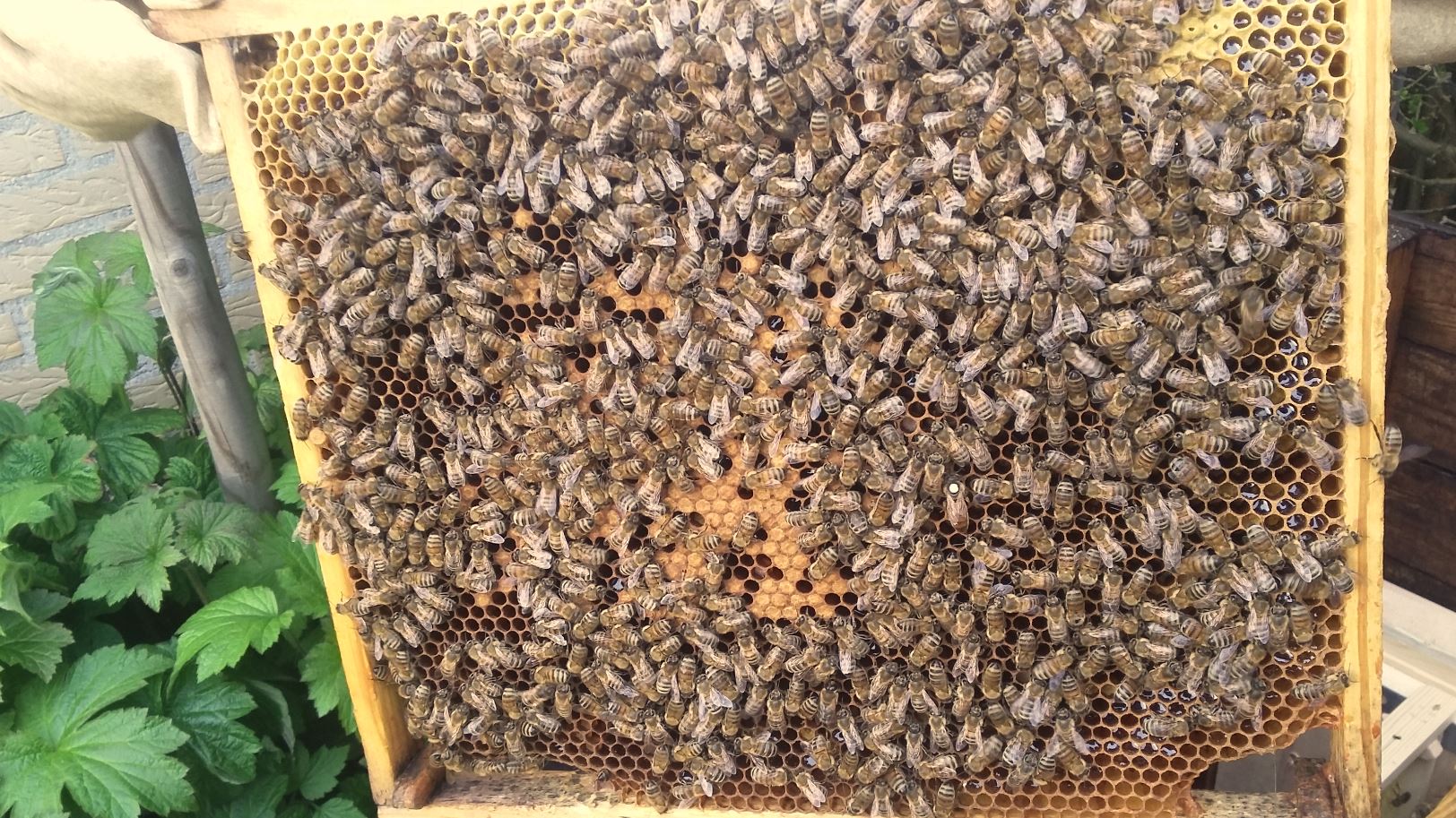 Bier og Honning – HansenBryg